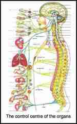 Uncovertebral joint Luschka is a frequent cause of tingling in arms.